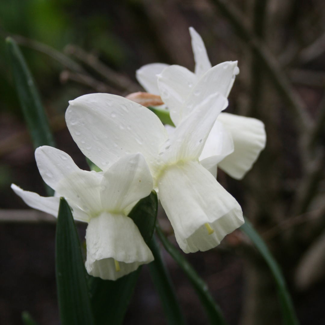 Beautiful White Flower Names 35 Types Of White Flowers (With Names And