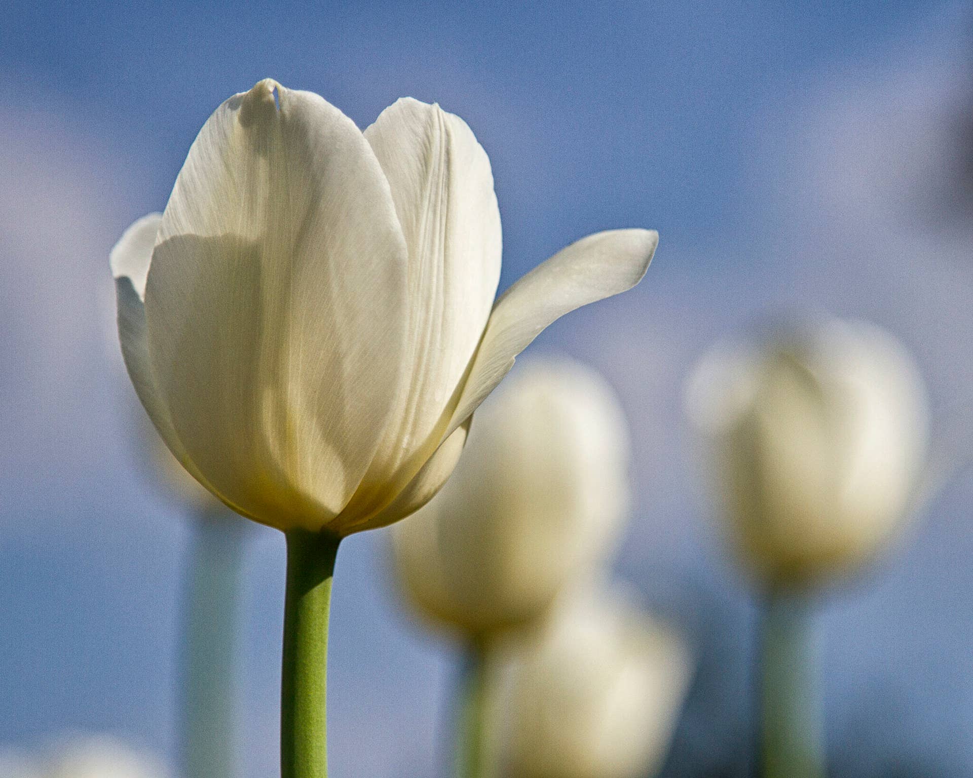 Types Of White Flowers Names 19 Stunning Blue Flowers You'll Love