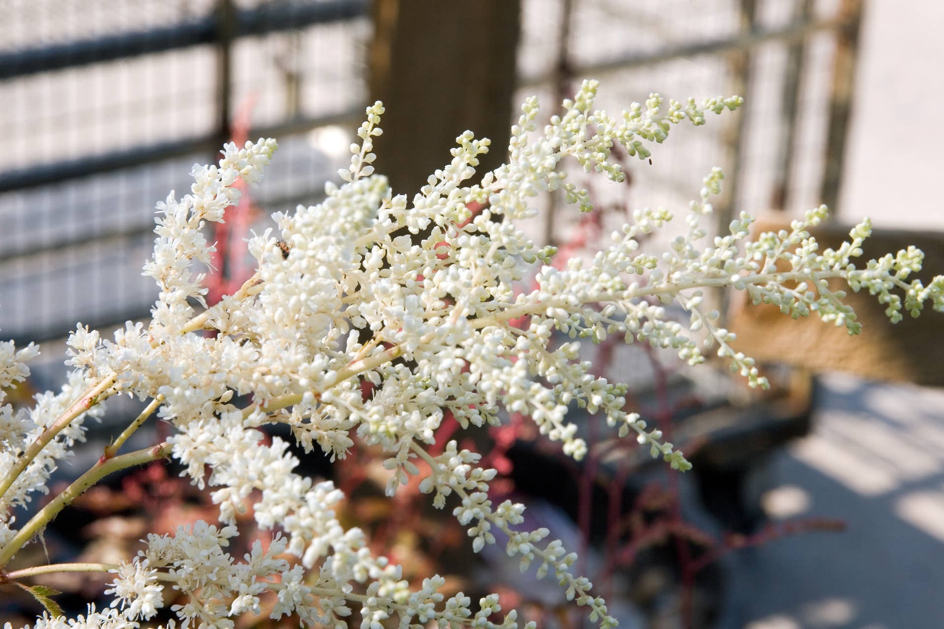 Types of White Flowers With Names and Pictures - Dengarden
