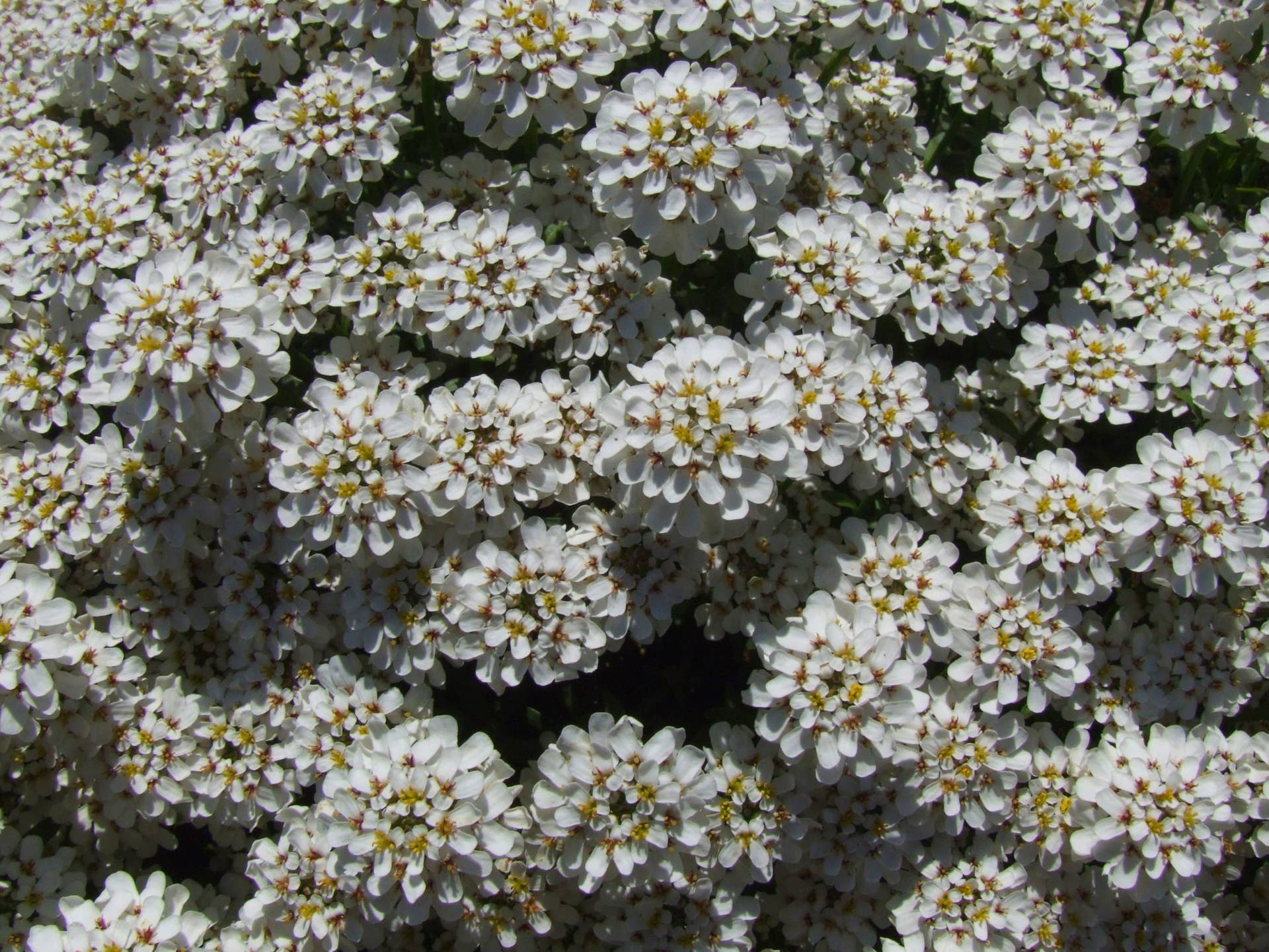 Types of White Flowers With Names and Pictures - Dengarden