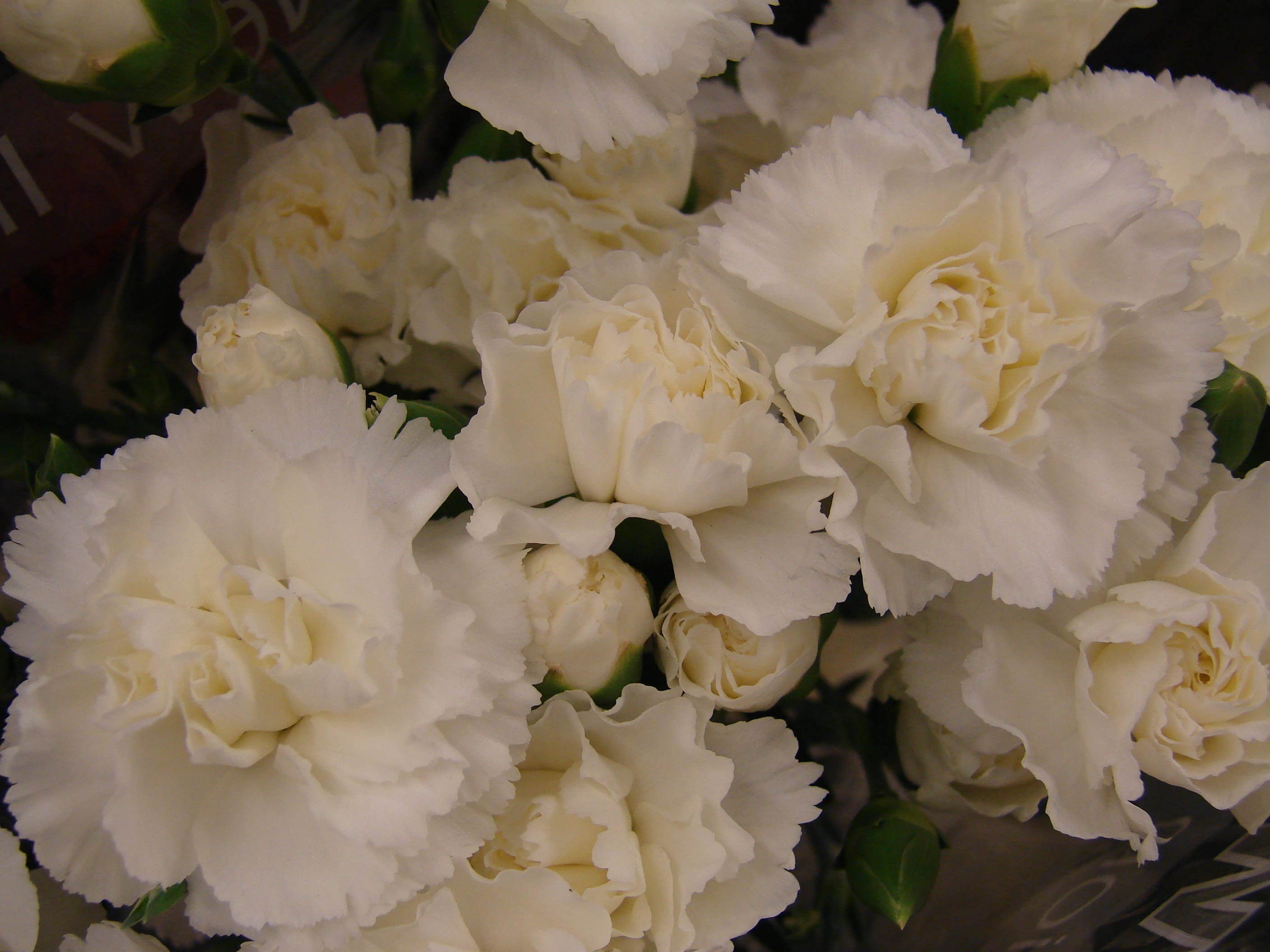 35 Types of White Flowers (With Names and Pictures) - Dengarden