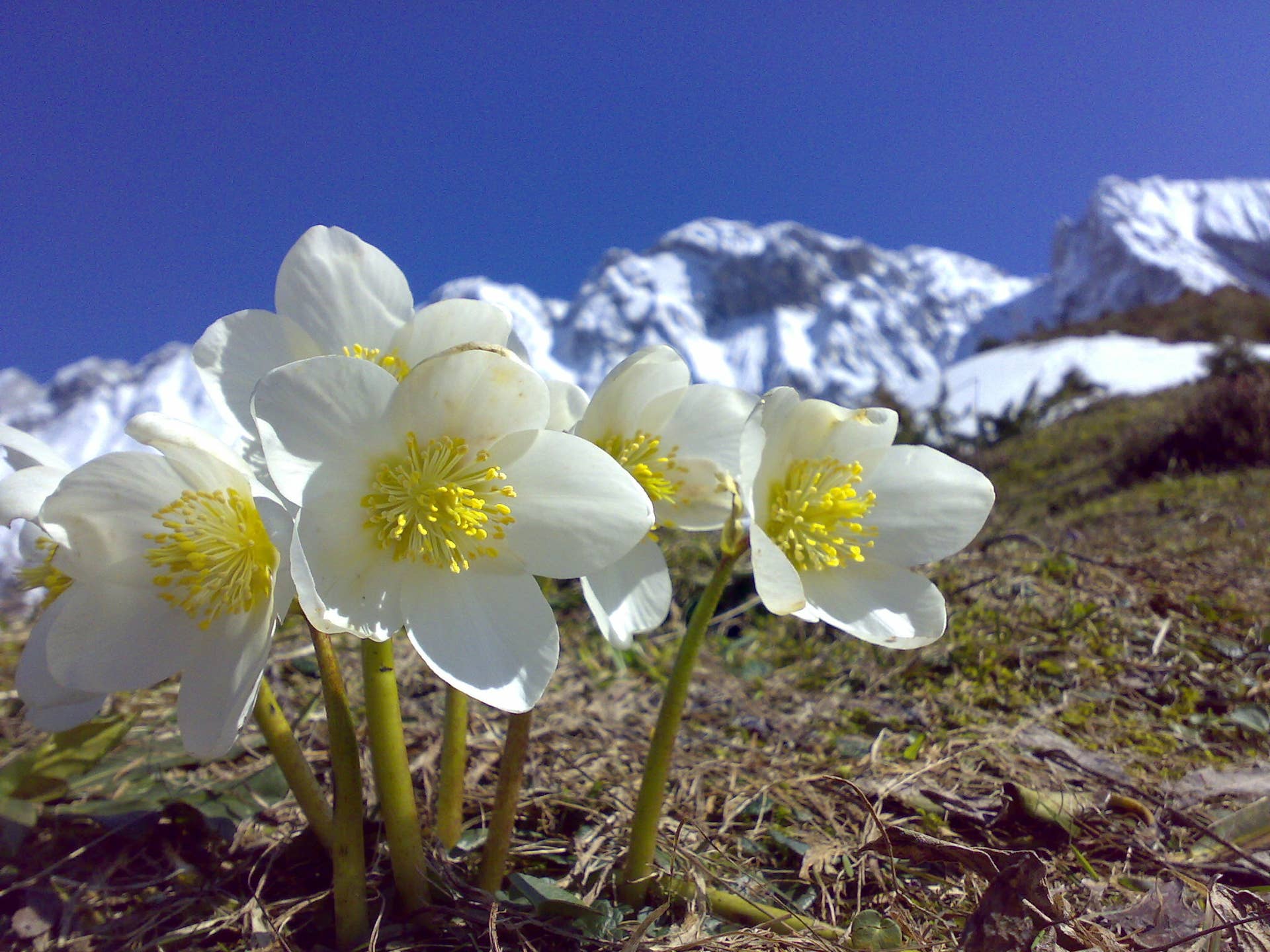 Types of White Flowers With Names and Pictures - Dengarden