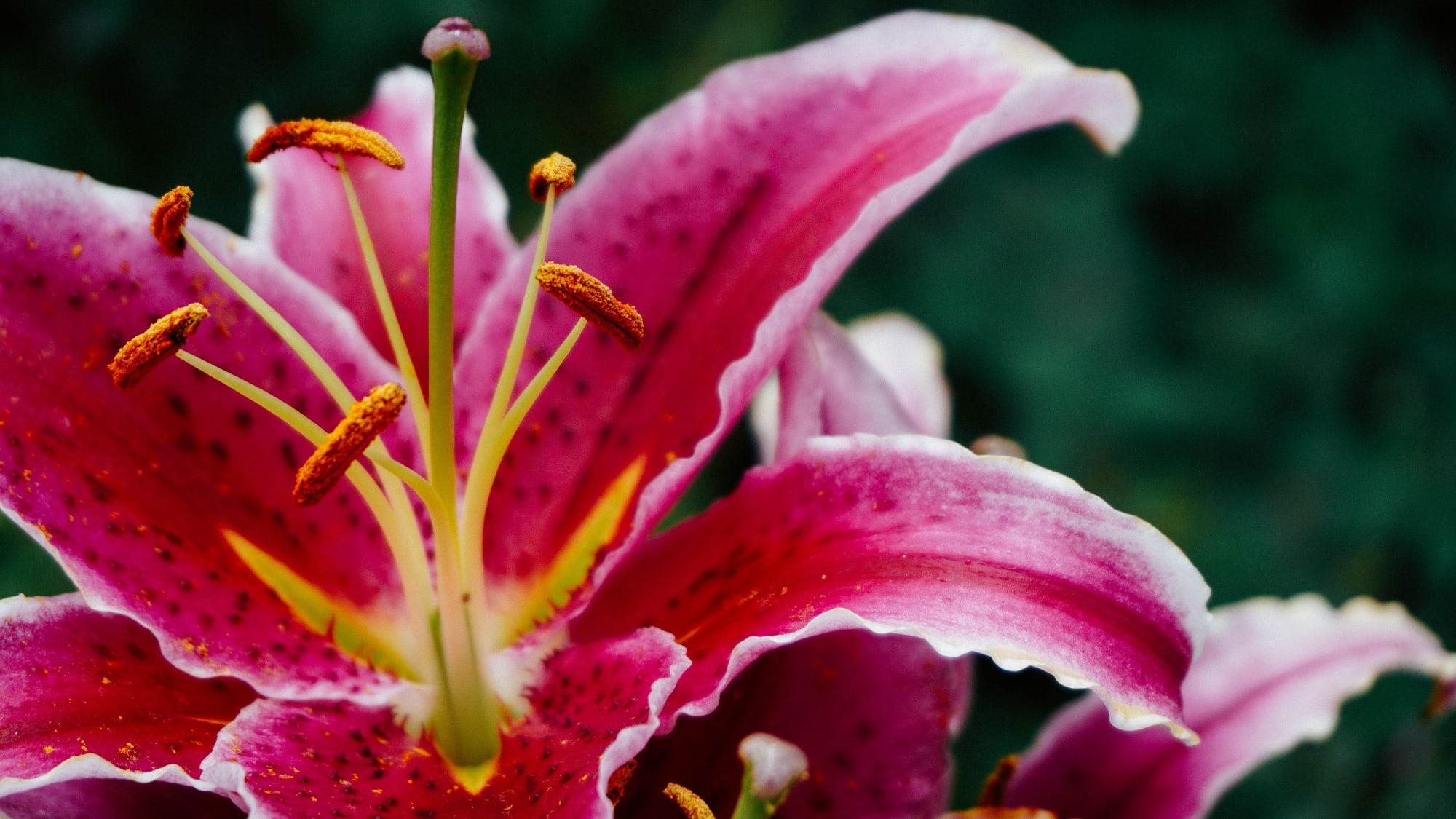 Types of Pink Flowers for Your Garden: Pictures and Tips for Care ...