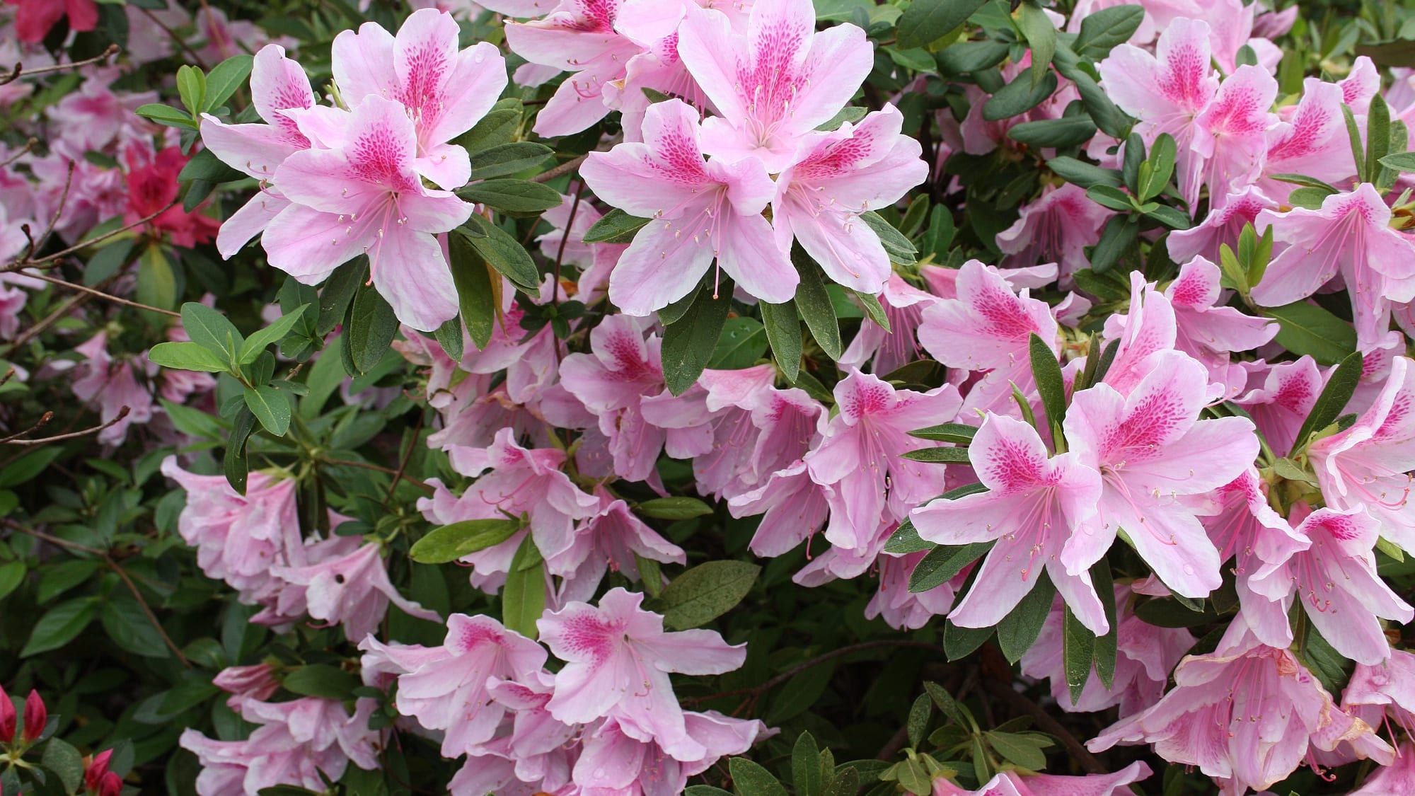 Types of Pink Flowers for Your Garden: Pictures and Tips for Care ...