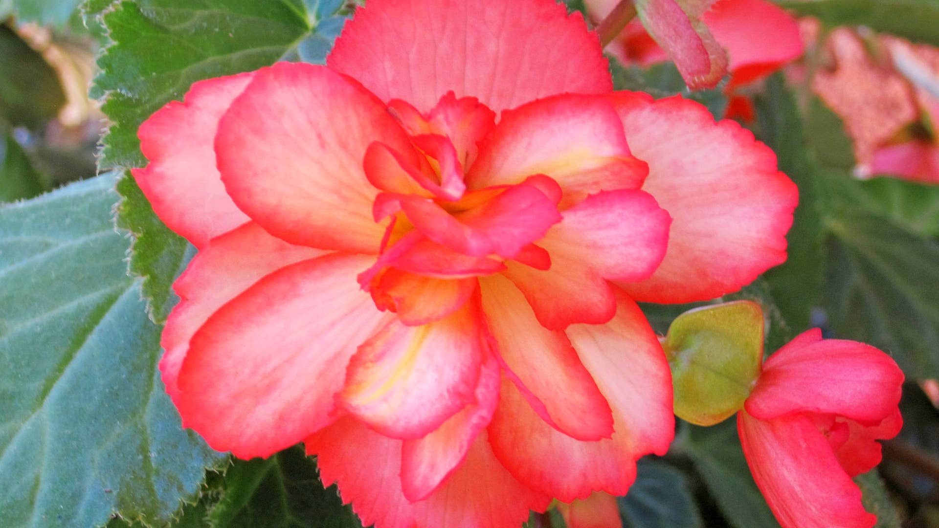 Types of Pink Flowers for Your Garden: Pictures and Tips for Care ...