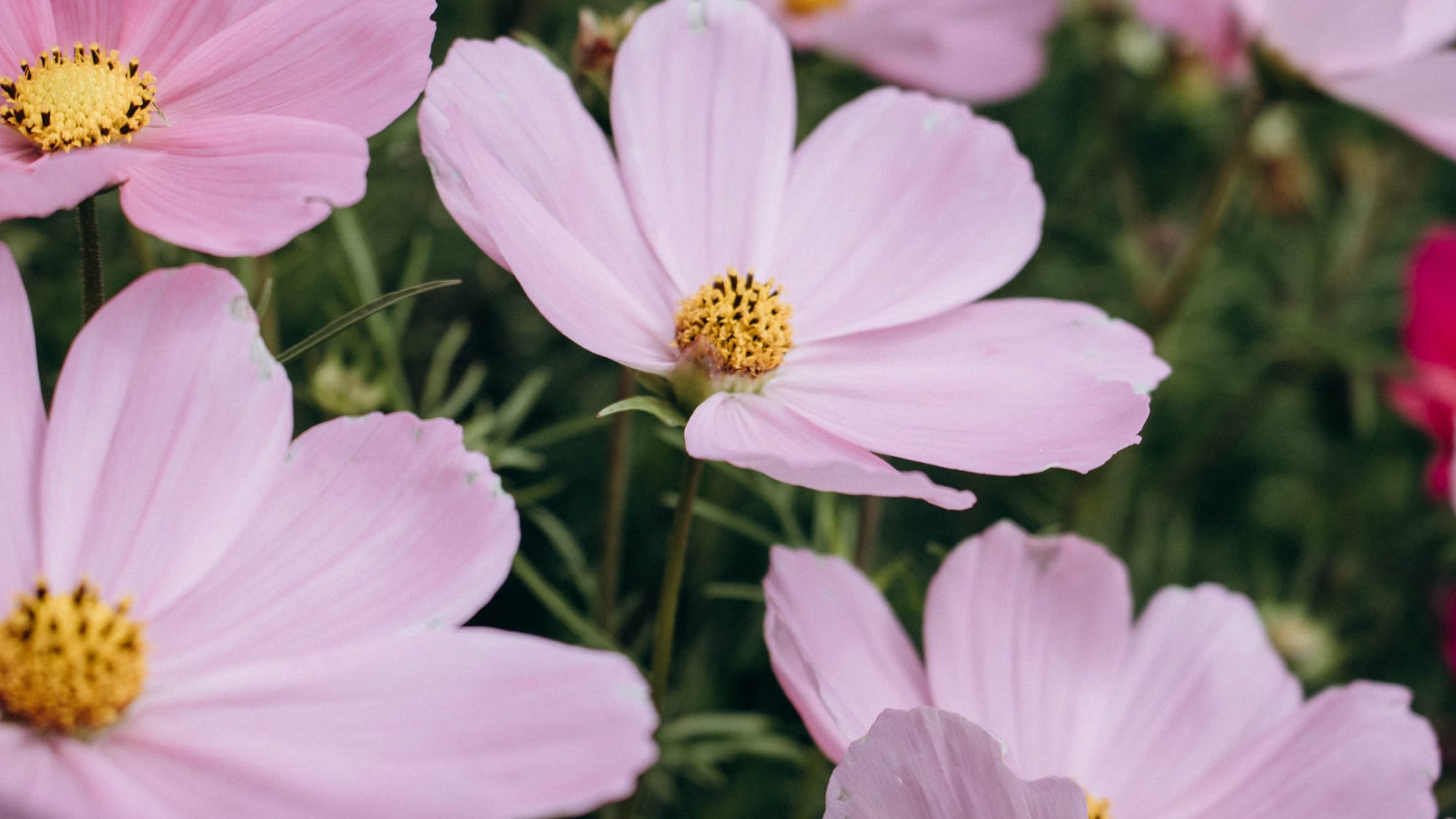 Types of Pink Flowers for Your Garden: Pictures and Tips for Care ...