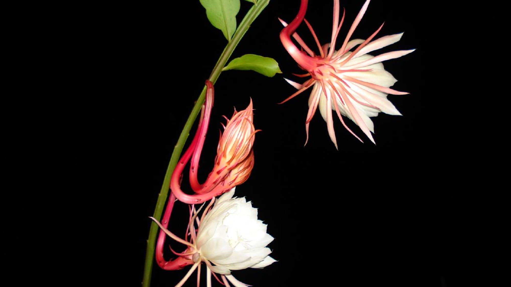 Types of Pink Flowers for Your Garden: Pictures and Tips for Care ...