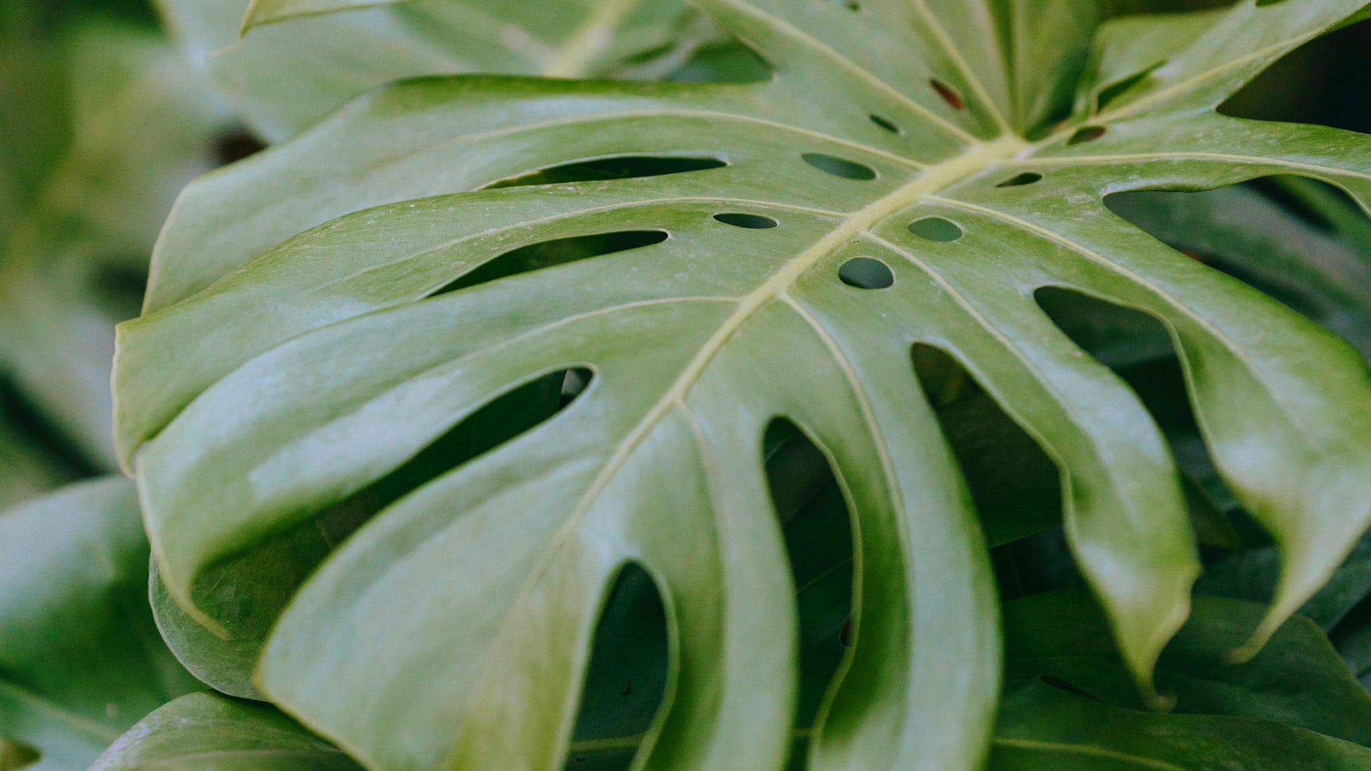 Monstera Outgrown Its Pot? Here's Exactly How to Repot It Without ...