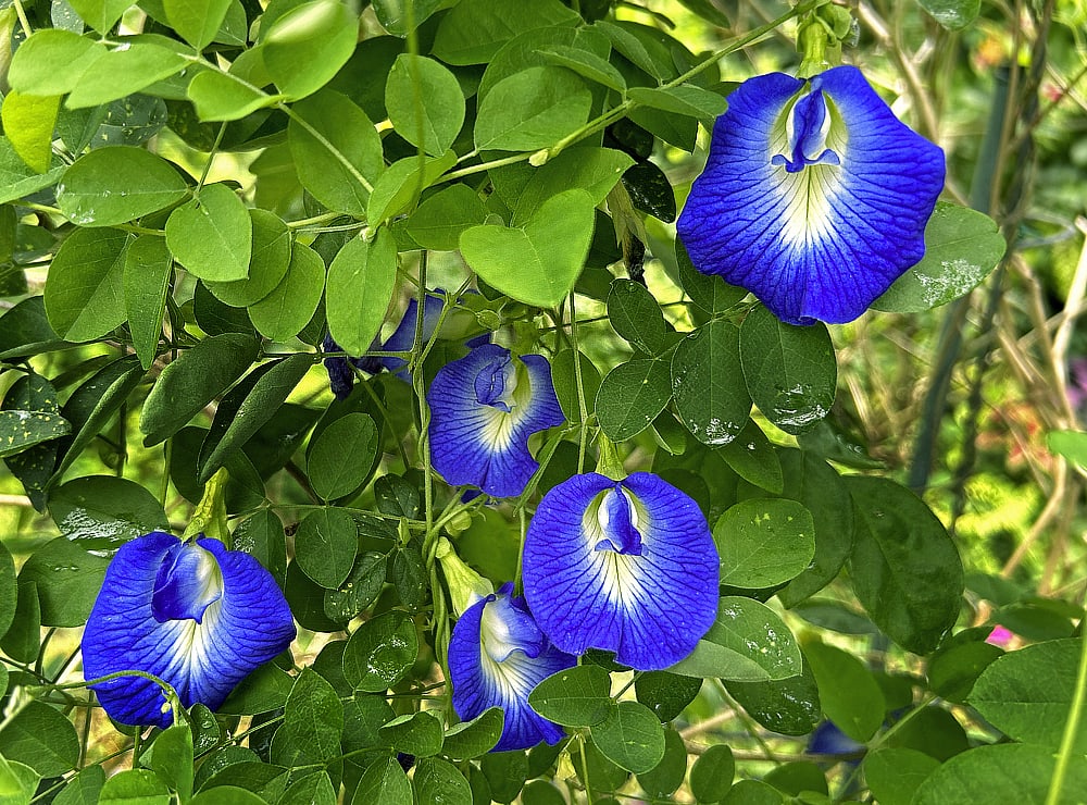 Edible Flower: Blue Butterfly Pea - Dengarden