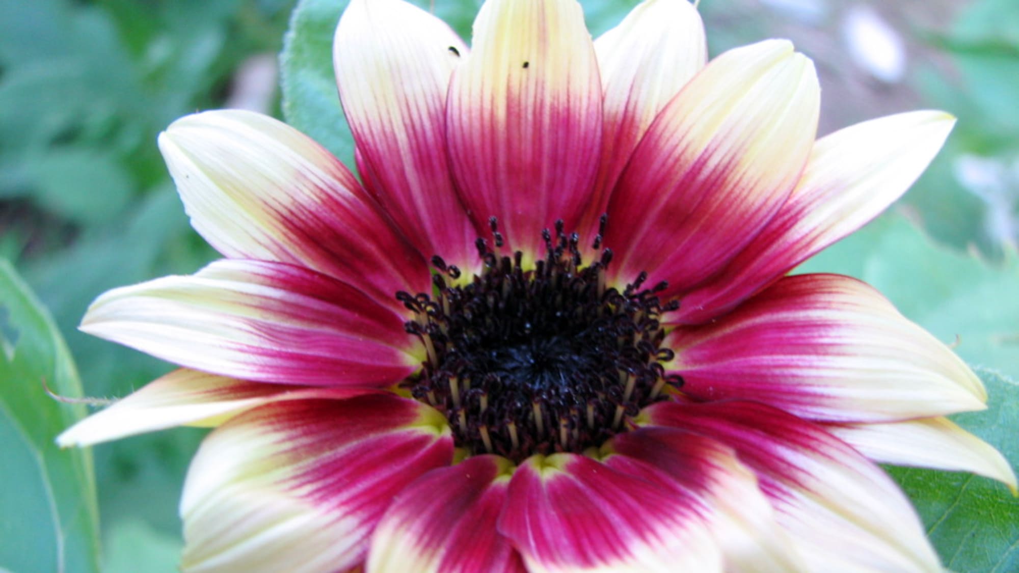 Bright Sunflower Colors to Add to Your Garden - Dengarden