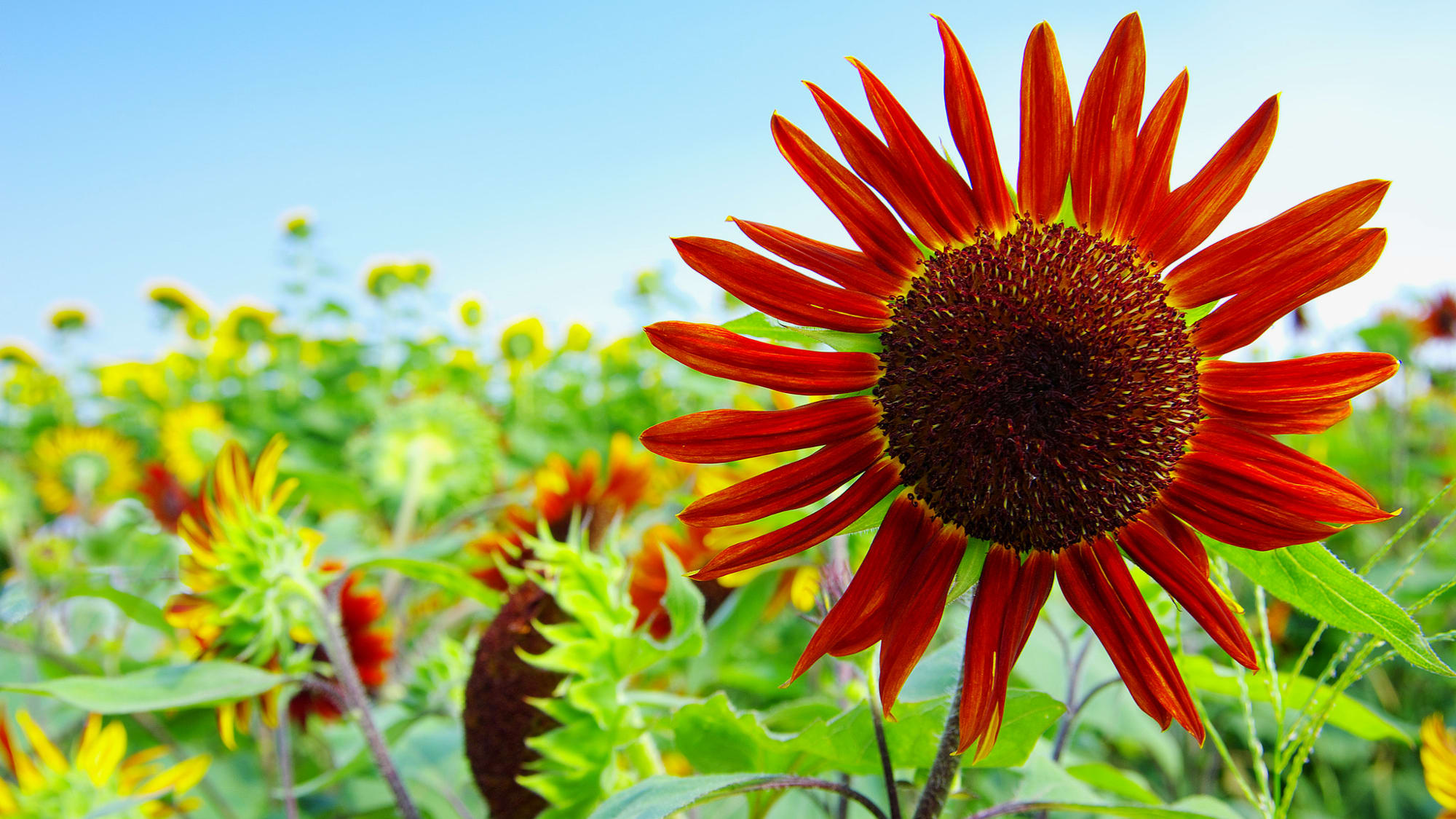 Bright Sunflower Colors to Add to Your Garden - Dengarden