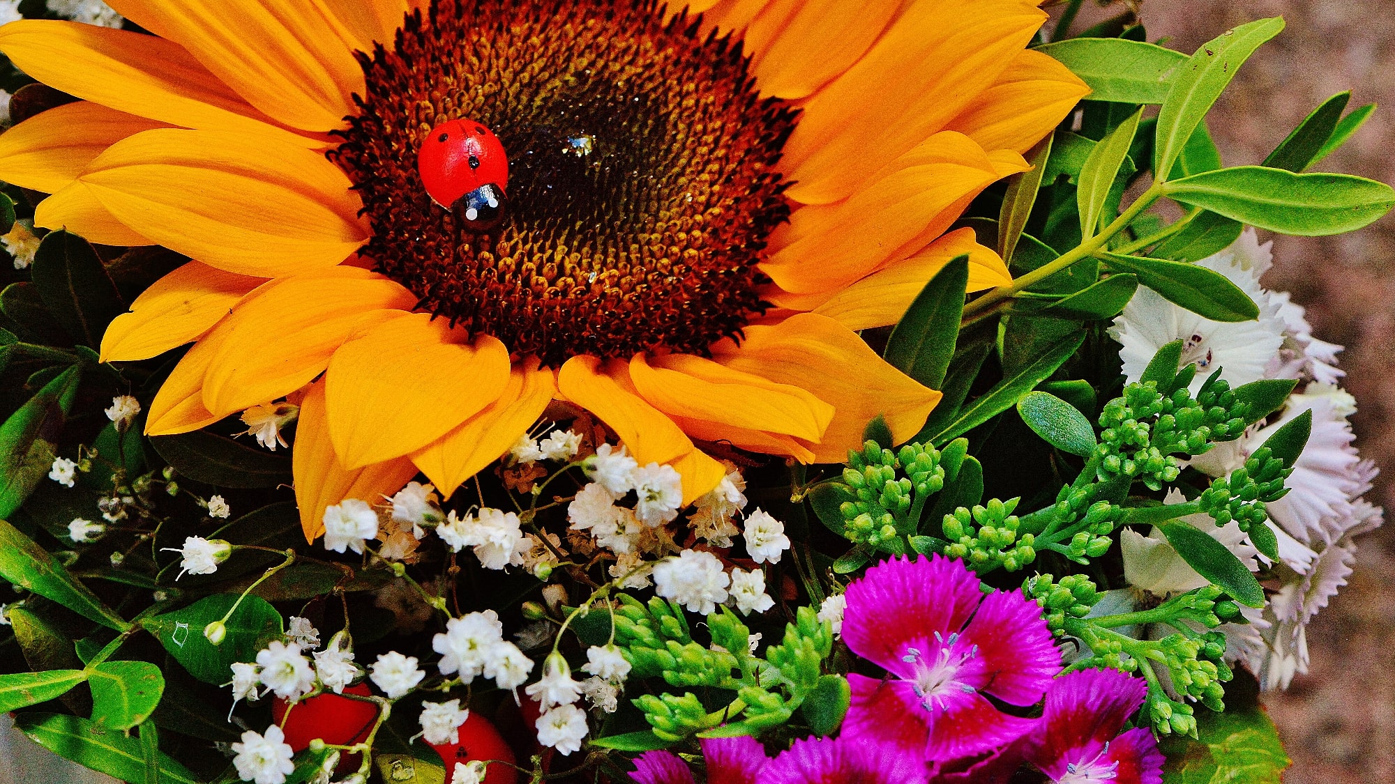 Bright Sunflower Colors to Add to Your Garden - Dengarden