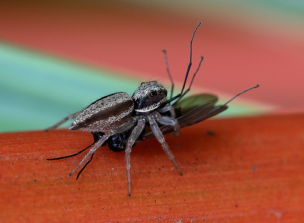 Natural Cockroach Control—How to Keep Cockroaches Away Without Toxic ...