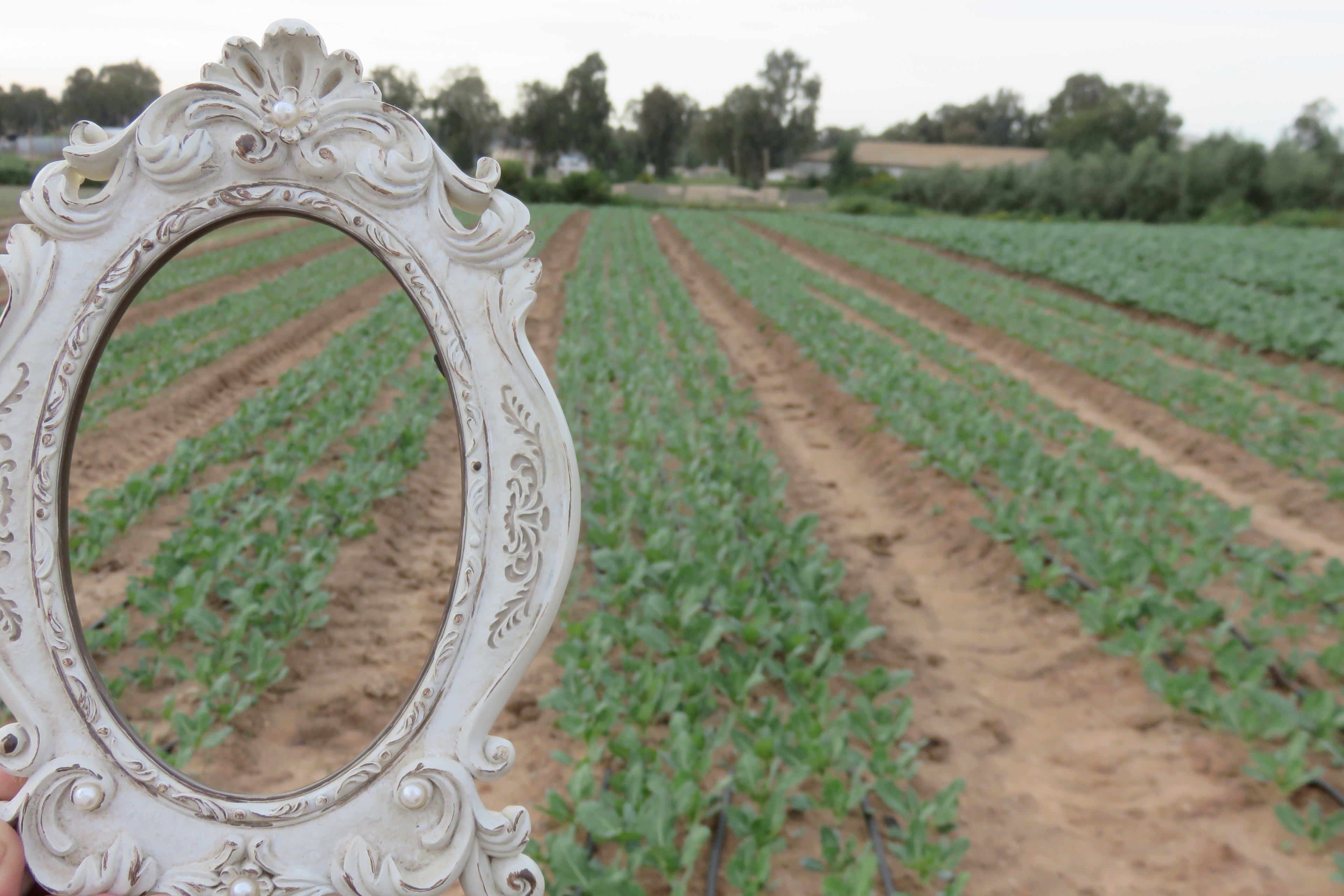 3 Ways To Upcycle Old Mirrors - Dengarden