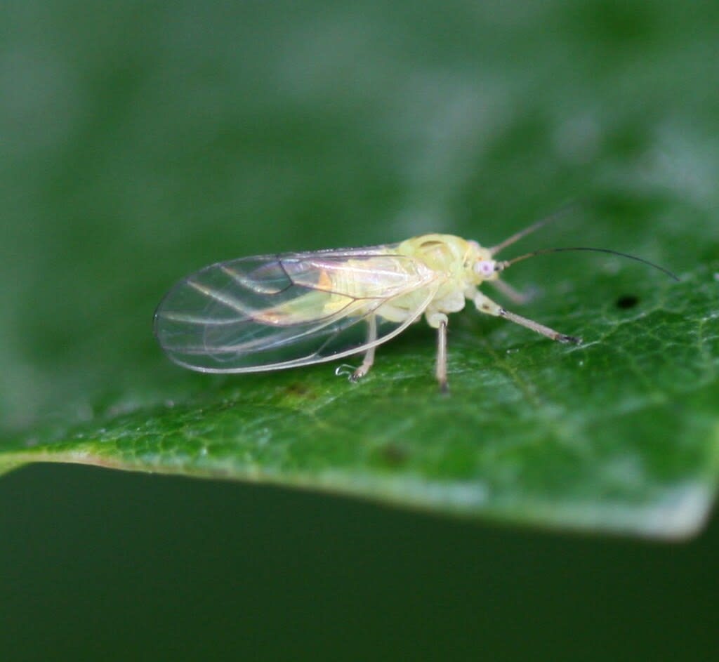 10 Tiny Garden Pests That Can Cause Big Damage (and What You Can Do ...