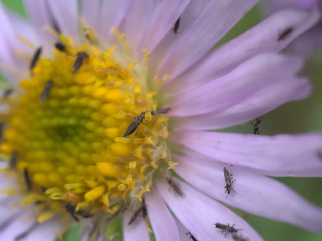 10 Tiny Garden Pests That Can Cause Big Damage (and What You Can Do ...