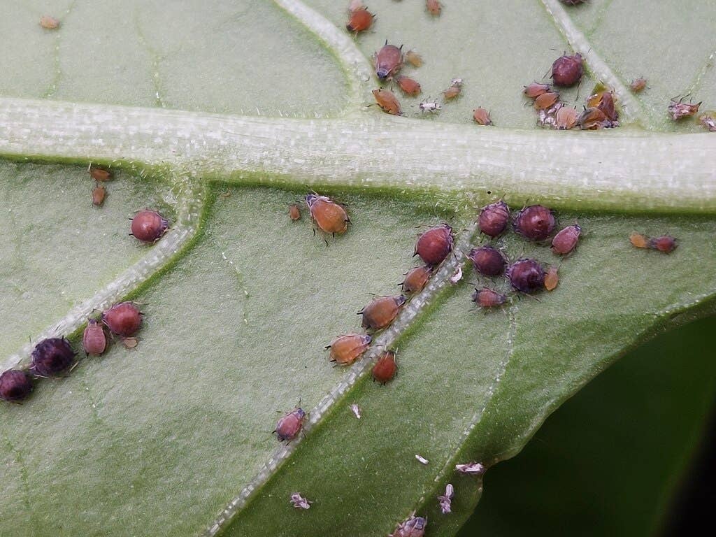 10 Tiny Garden Pests That Can Cause Big Damage (and What You Can Do ...