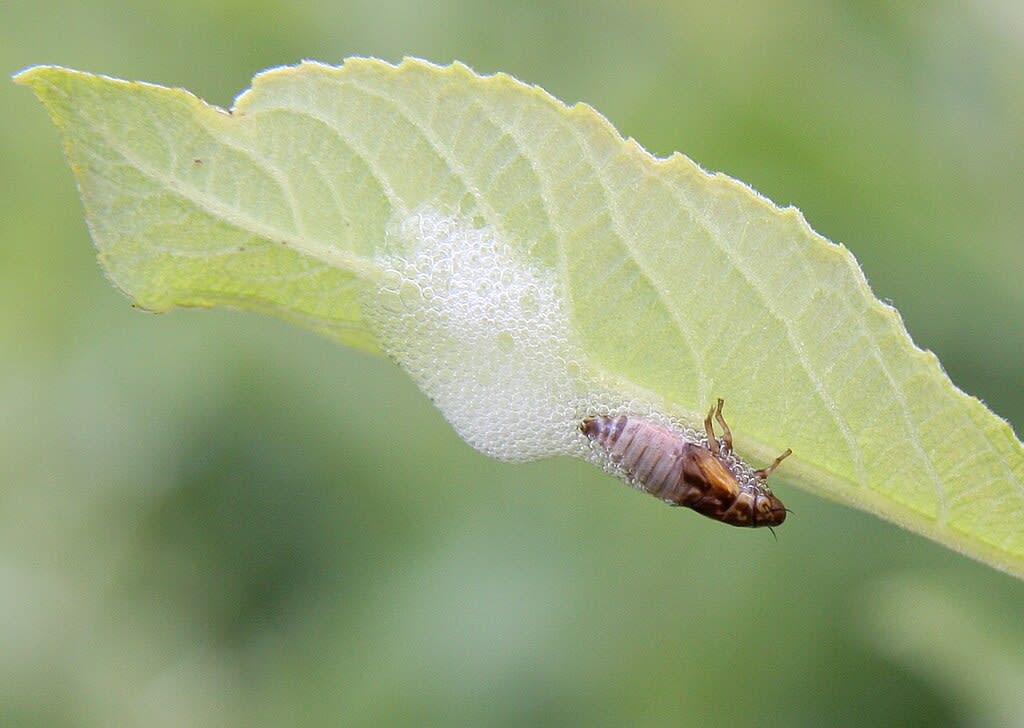 10 Tiny Garden Pests That Can Cause Big Damage (and What You Can Do ...