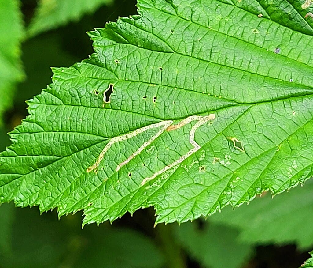 10 Tiny Garden Pests That Can Cause Big Damage (and What You Can Do ...