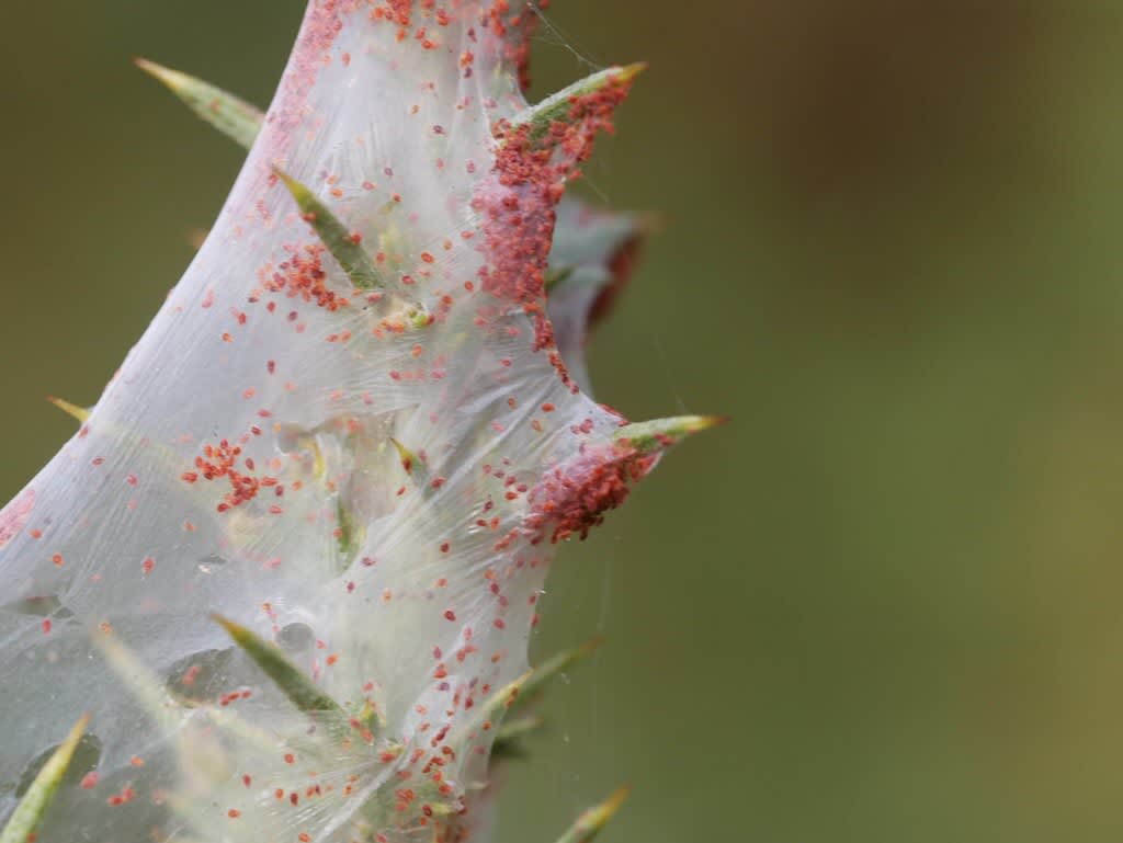 10 Tiny Garden Pests That Can Cause Big Damage (and What You Can Do ...