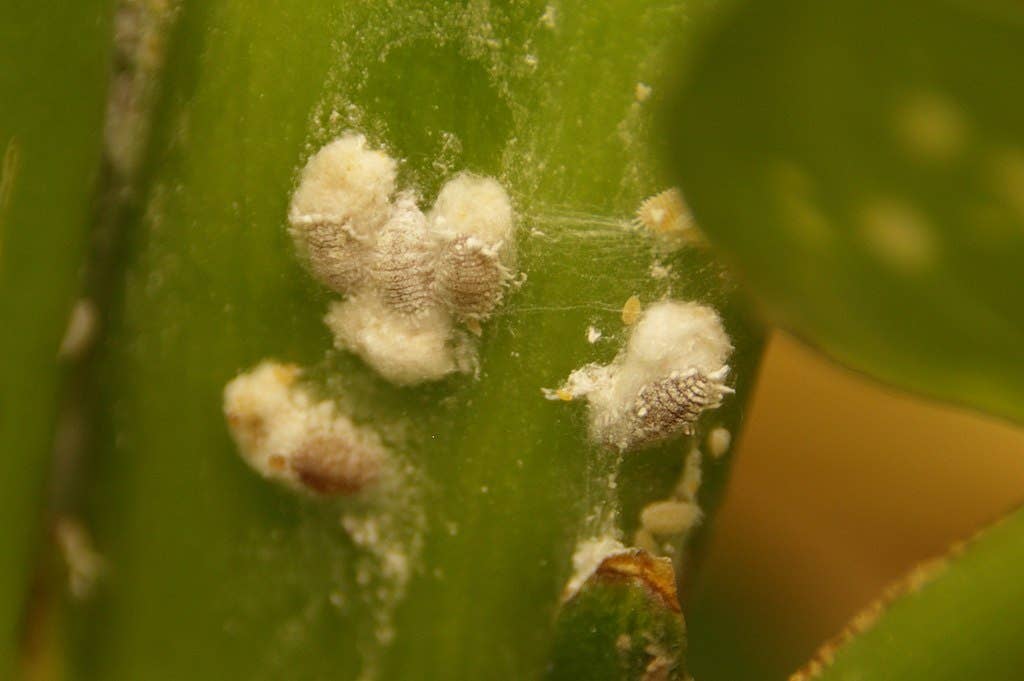 10 Tiny Garden Pests That Can Cause Big Damage (and What You Can Do ...