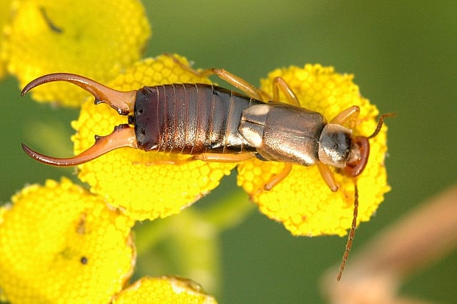Do Earwigs Bite? Here's the Official Answer - Dengarden