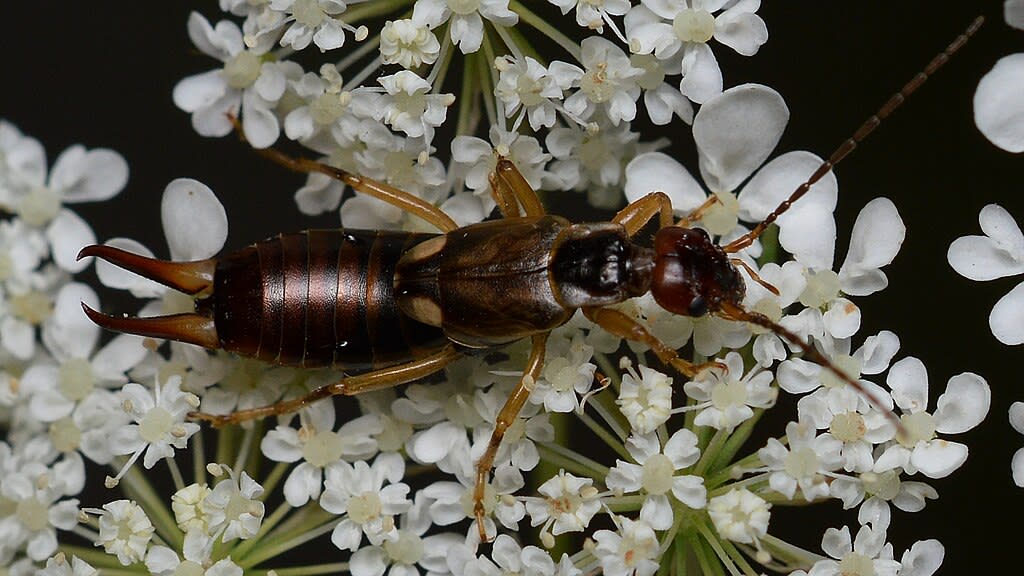 Do Earwigs Bite? Here's the Official Answer - Dengarden