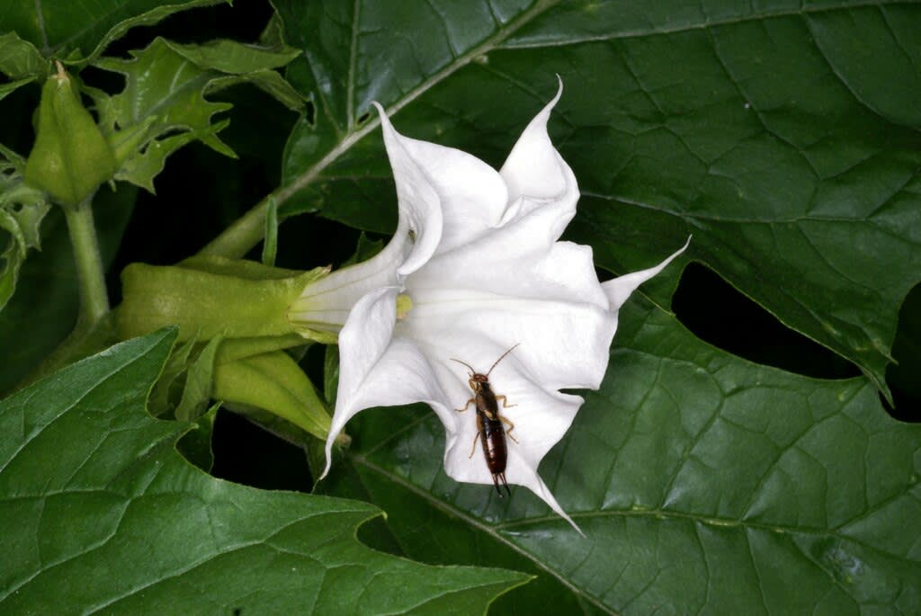 Do Earwigs Bite? Here's the Official Answer - Dengarden