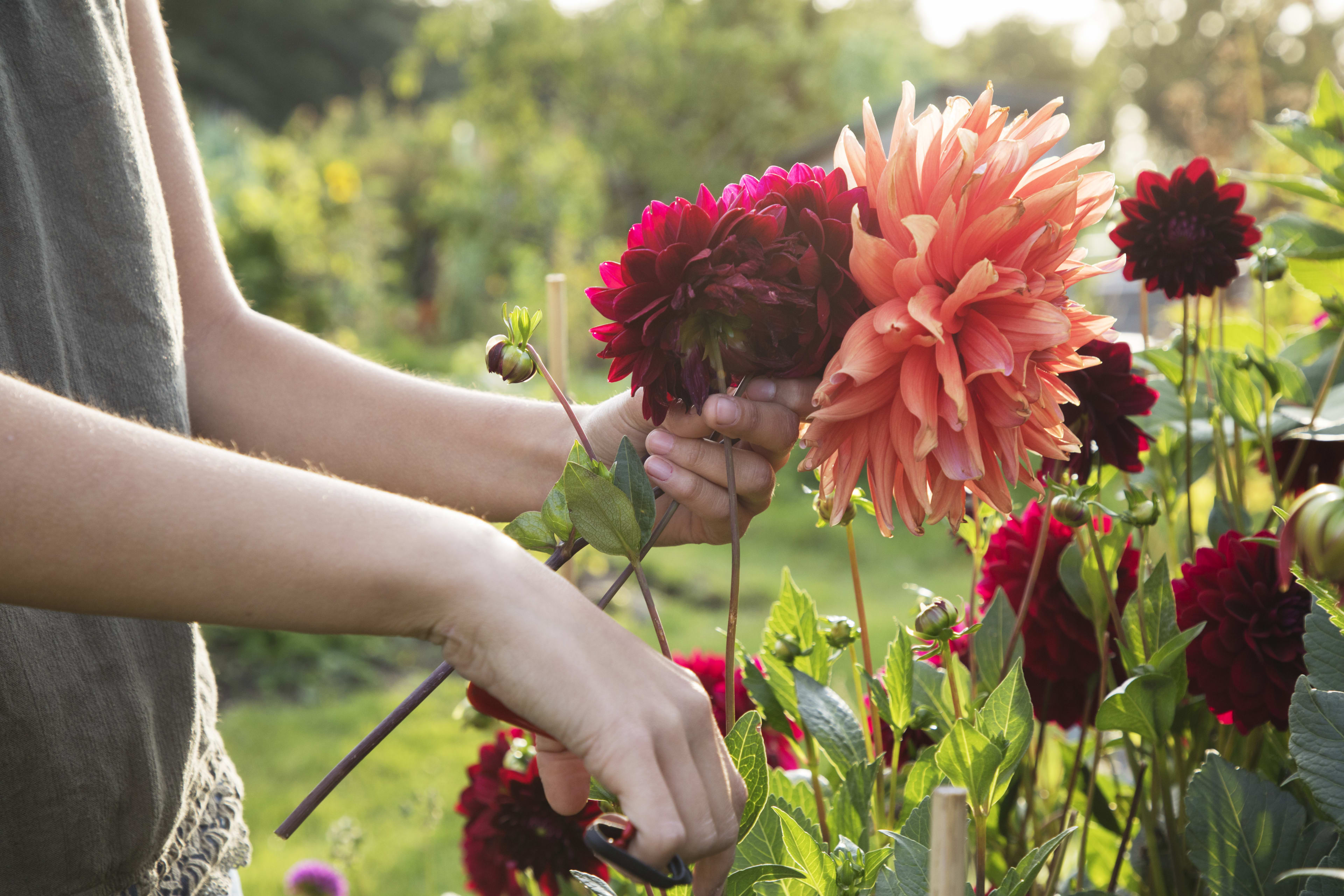 3 Beginner-Friendly Flowers for a Cut Flower Garden - Dengarden