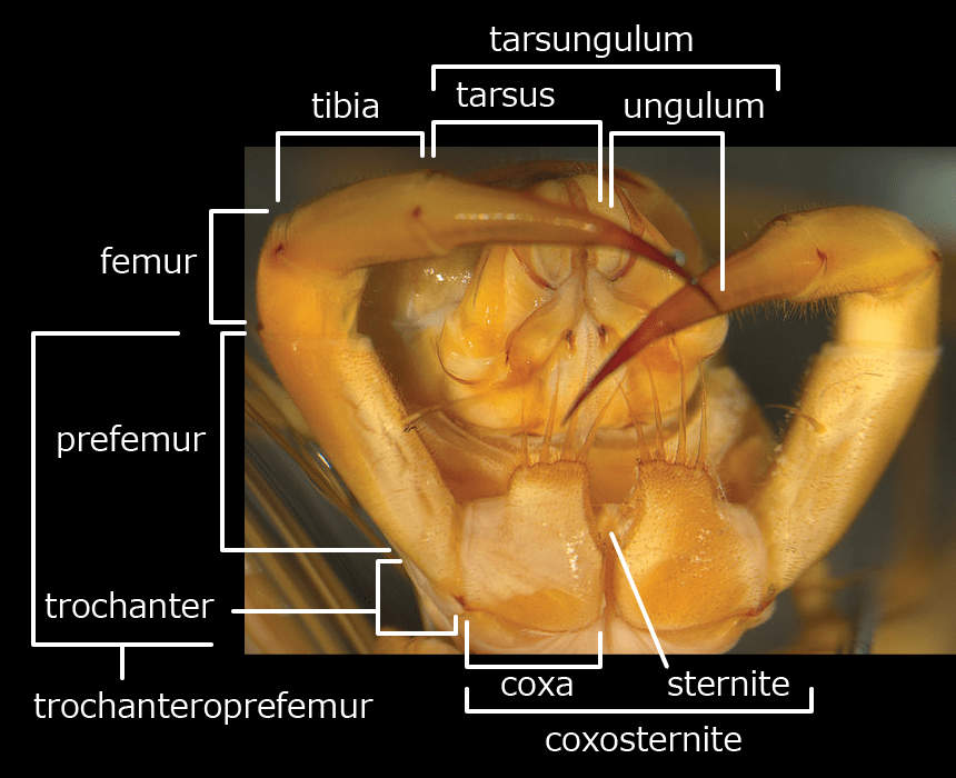 centipaar insect part