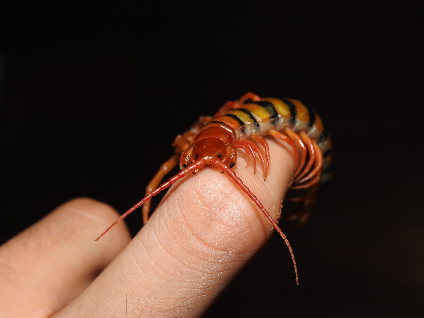Do Centipedes Bite? Here's What You Need to Know - Dengarden