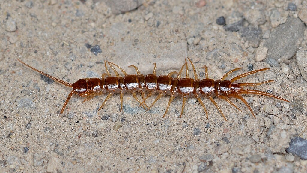 Do Centipedes Bite? Here's What You Need to Know - Dengarden