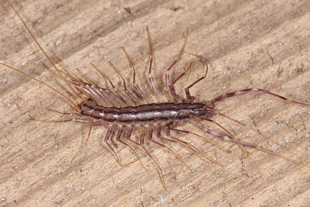 Do Centipedes Bite? Here's What You Need to Know - Dengarden
