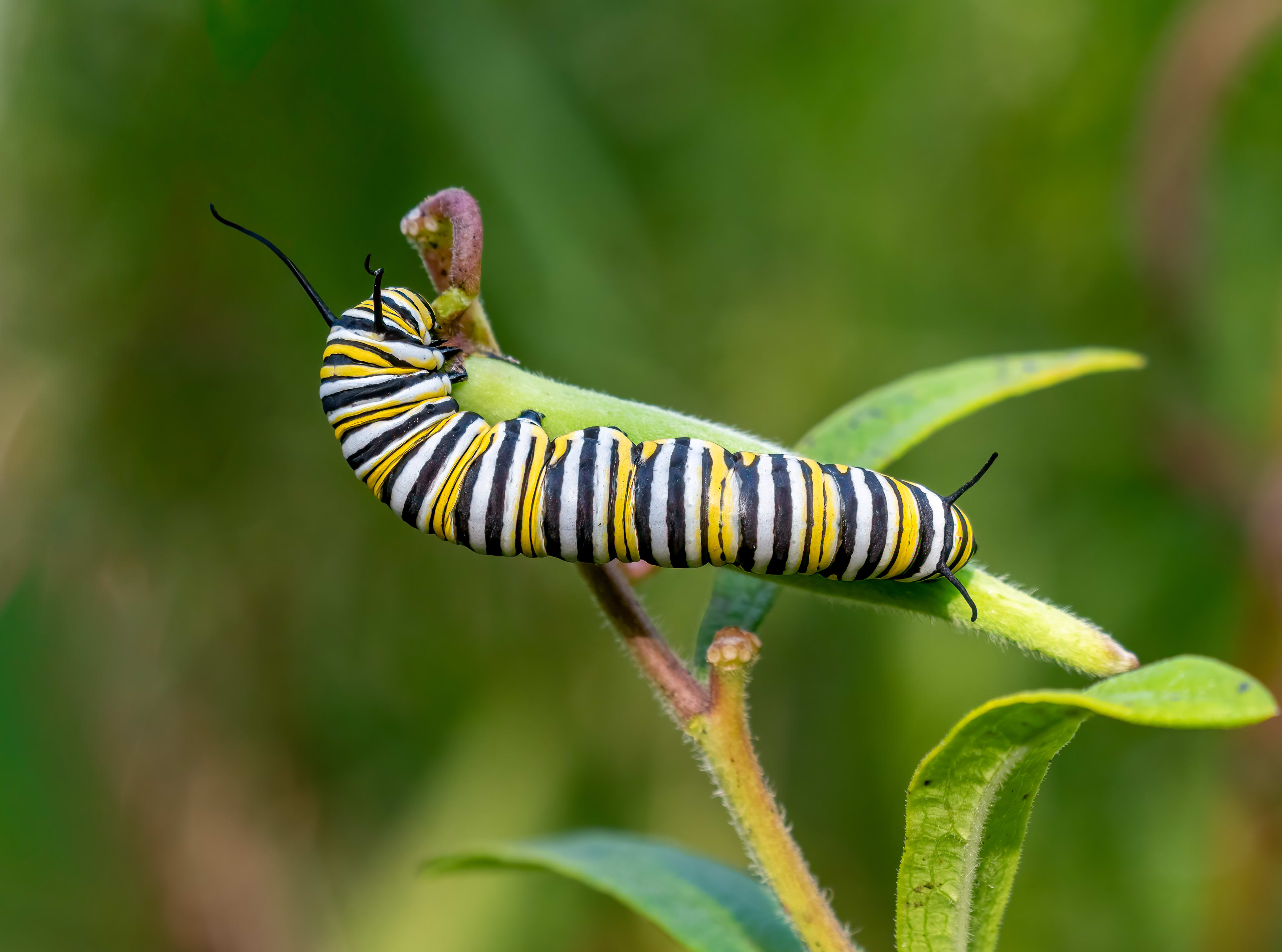 15 Types of Caterpillars In Your Garden and What to Know About Each ...