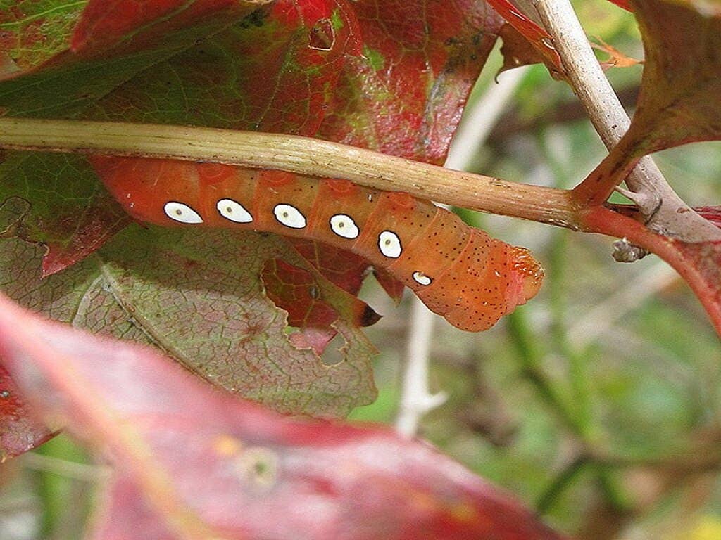 15 Types of Caterpillars In Your Garden and What to Know About Each ...