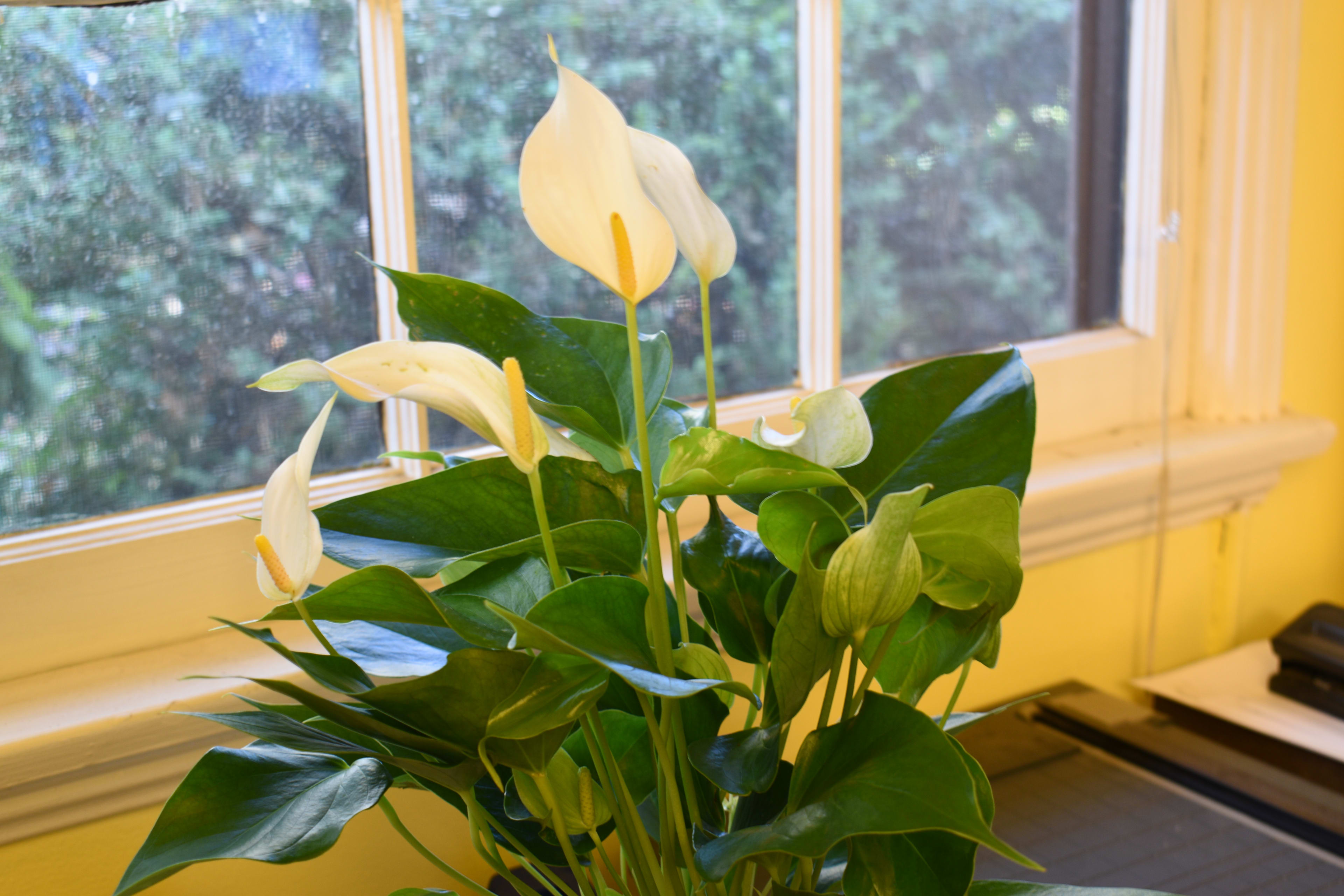 The Best Plants For North-Facing Windows - Dengarden