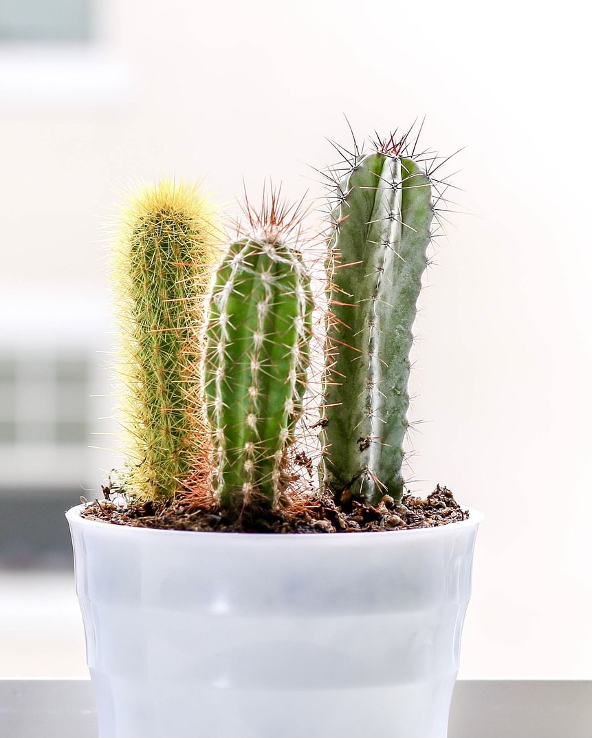 Best Plants for West-Facing Windows - Dengarden