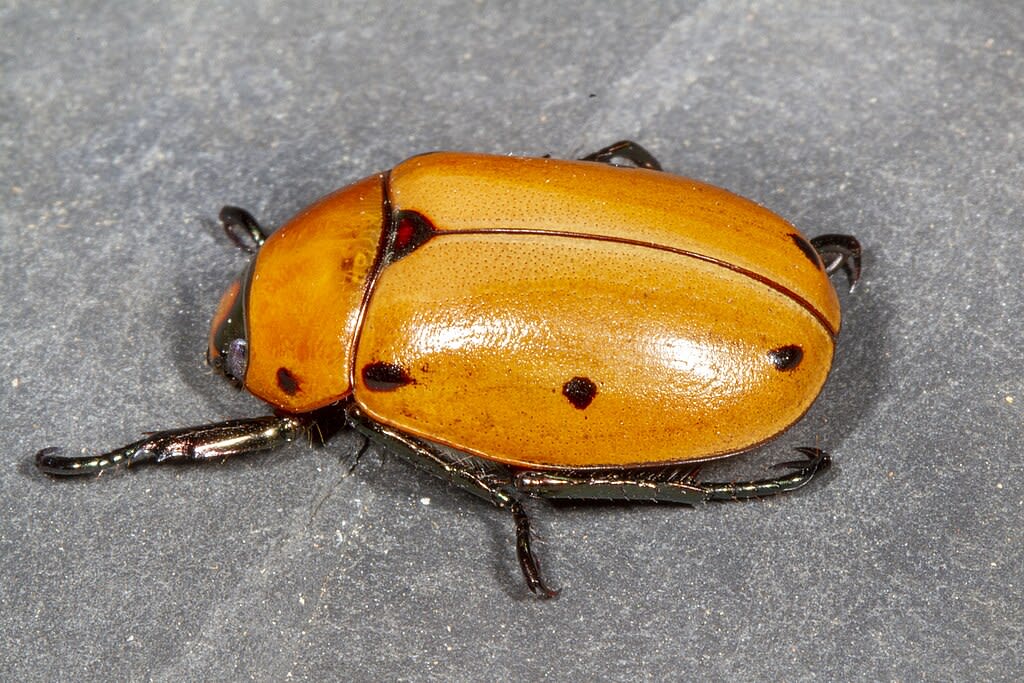 Beetles in Your Garden: 12 Common Species and What They Mean for Your Plants - Dengarden