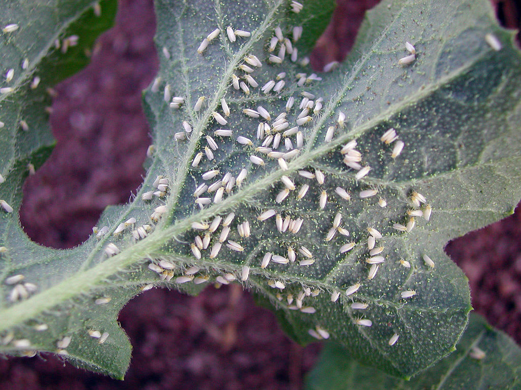 Insects on Houseplants: 7 Common Houseplant Pests and How to Get Rid of ...