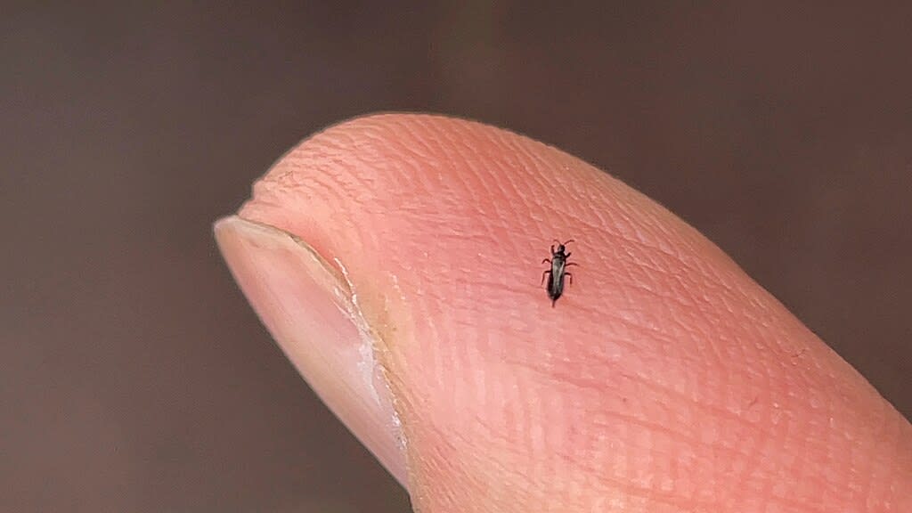 Insects on Houseplants: 7 Common Houseplant Pests and How to Get Rid of ...