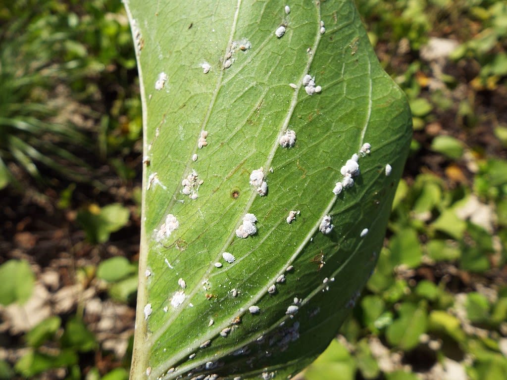 Insects on Houseplants: 7 Common Houseplant Pests and How to Get Rid of ...