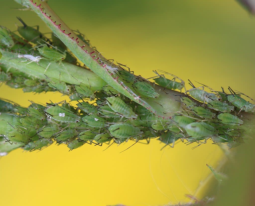 Insects on Houseplants: 7 Common Houseplant Pests and How to Get Rid of ...