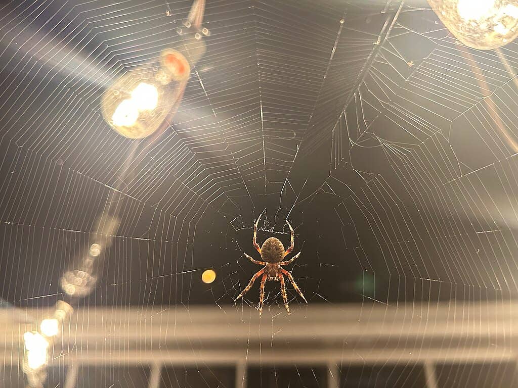 Spiders in The Home: An authoritative guide to the spiders living in ...