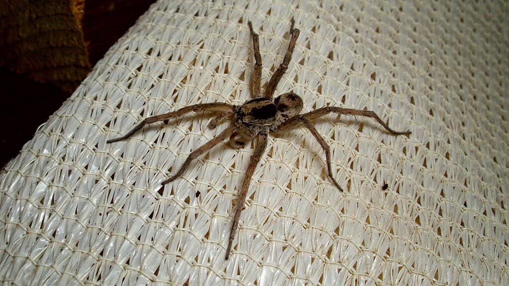 Spiders in The Home: An authoritative guide to the spiders living in ...