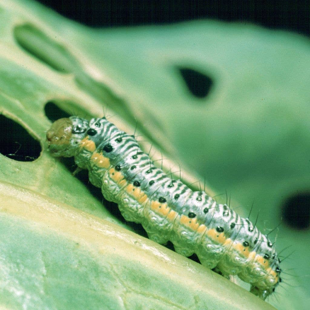 10 Kale and Cabbage Pests: What You Need to Know to Protect Your Plants ...