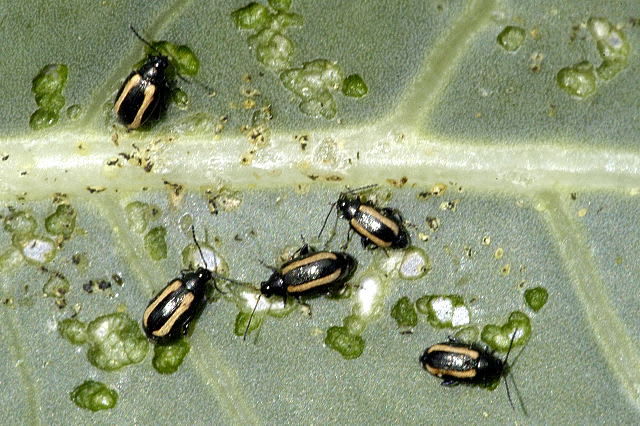 10 Kale and Cabbage Pests: What You Need to Know to Protect Your Plants ...