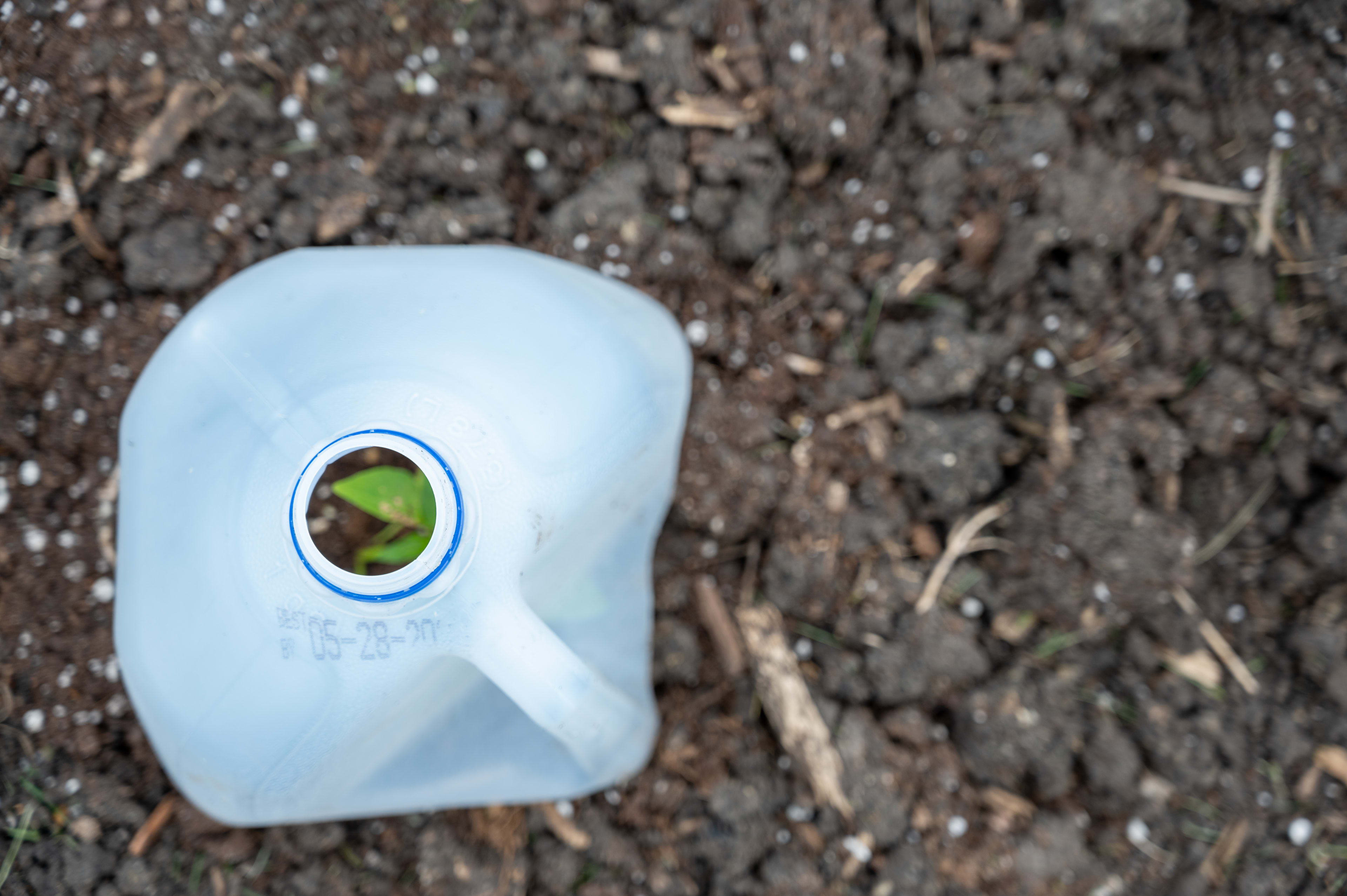 Here's How To Create a Thriving Vertical Garden from a Few Old Milk ...