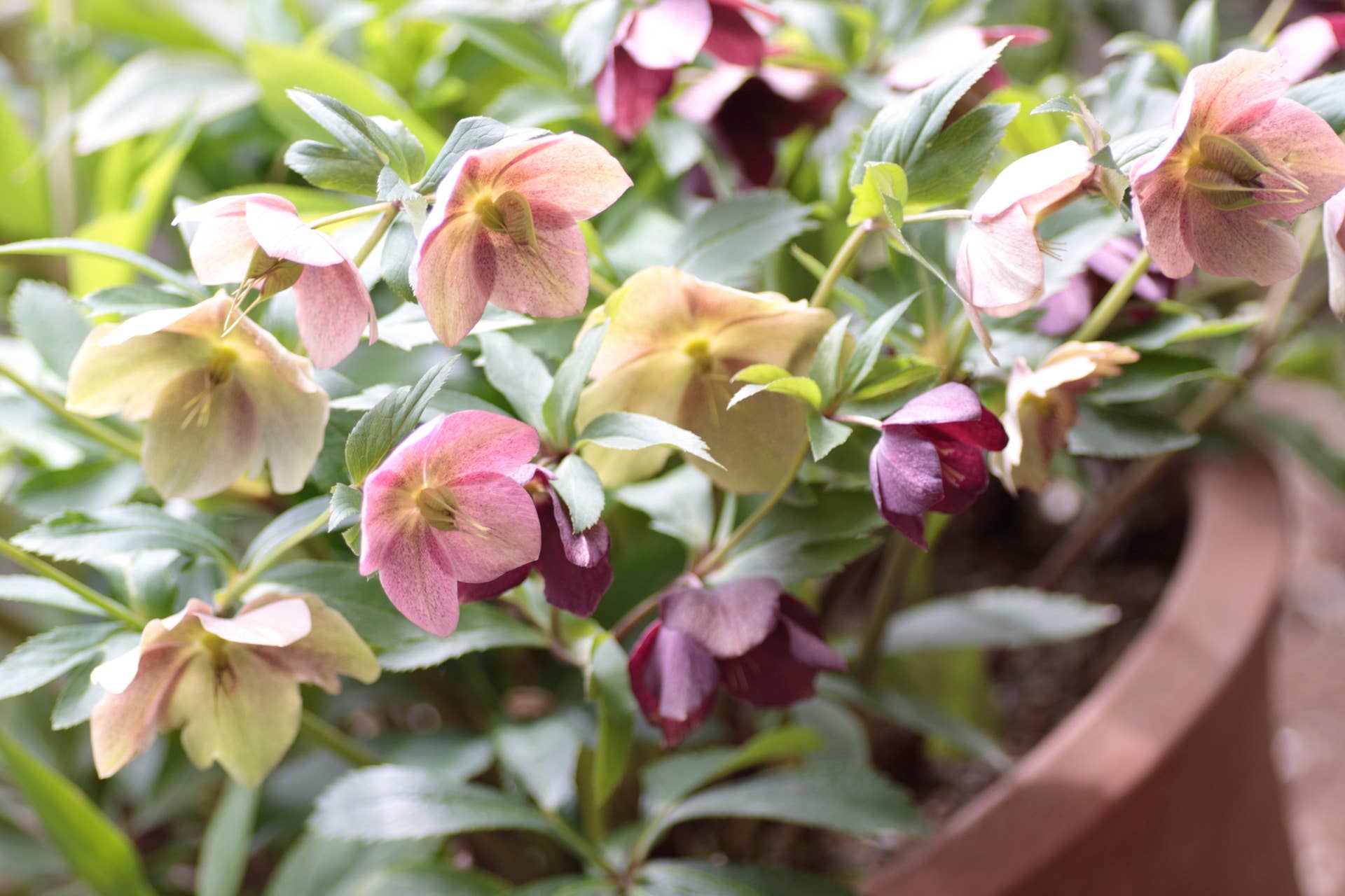 Best Winter Plants for Pots: 15 Plants That Thrive Even When Temps Drop ...