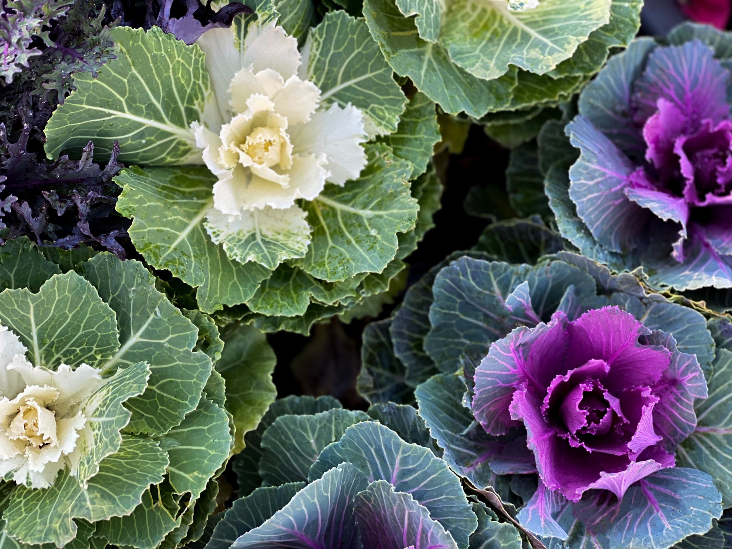 Best Winter Plants for Pots: 15 Plants That Thrive Even When Temps Drop ...