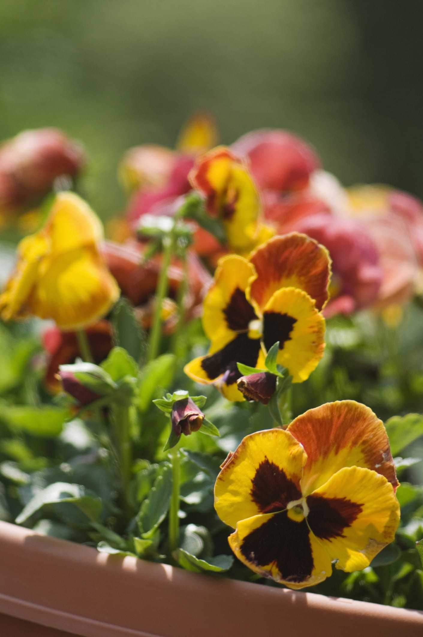 Best Winter Plants for Pots: 15 Plants That Thrive Even When Temps Drop ...